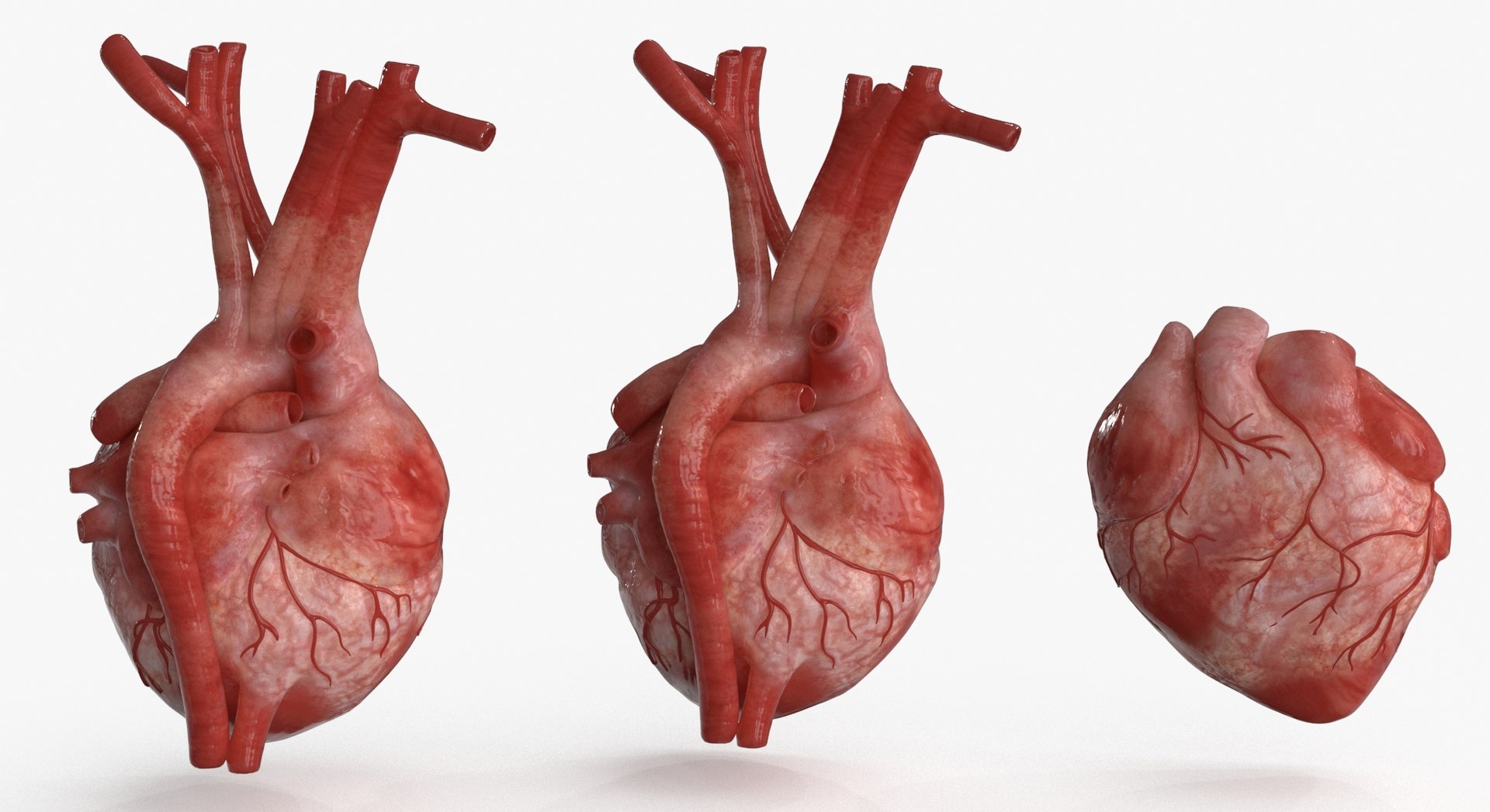 Heart Section 3D Model - TurboSquid 1672561