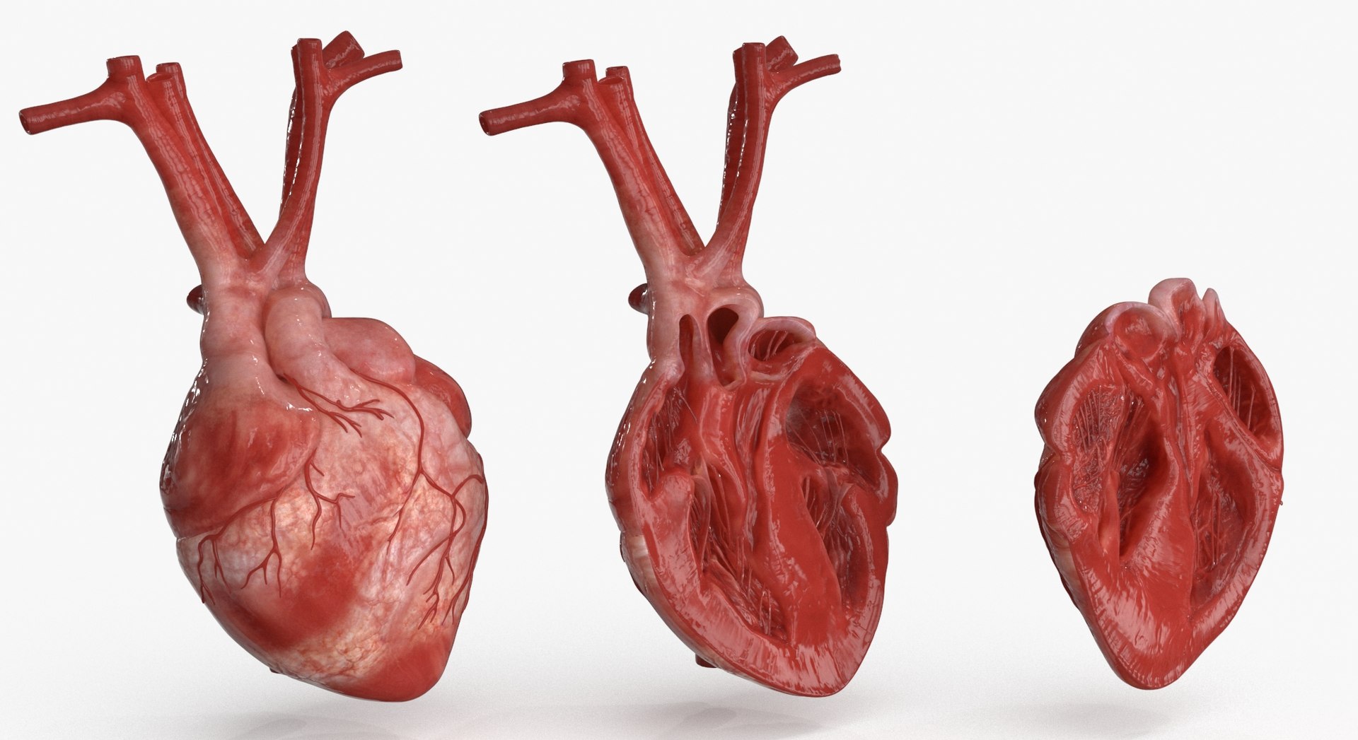 Heart Section 3D Model - TurboSquid 1672561