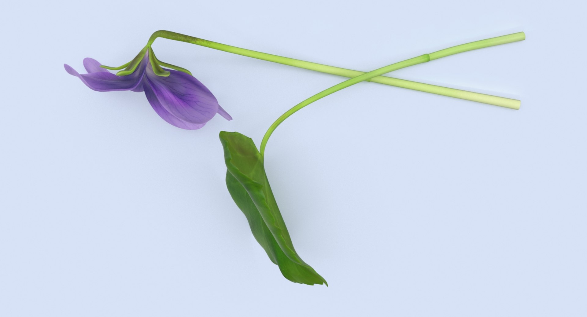 Violet----single-laying Max