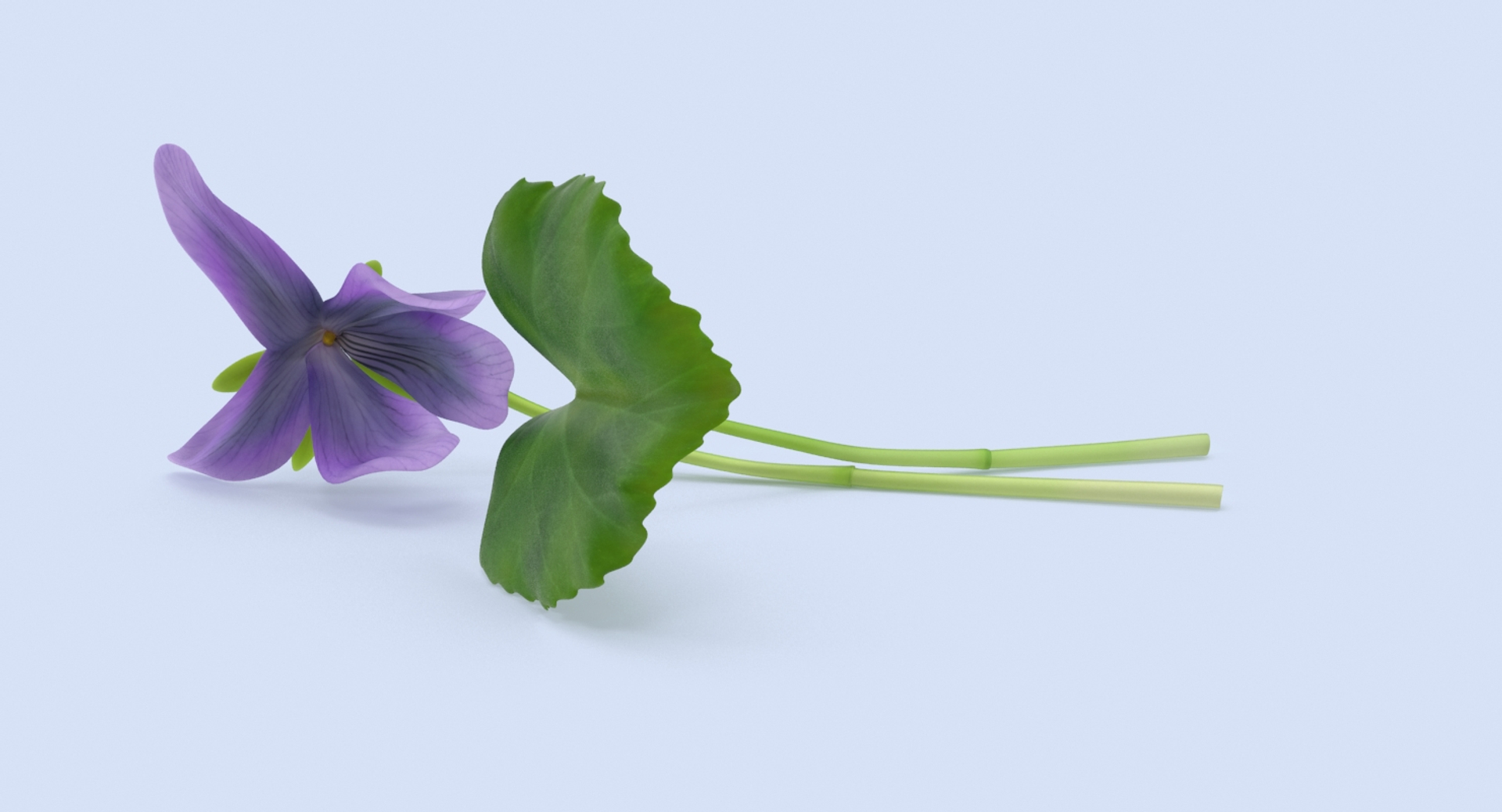 Violet----single-laying Max