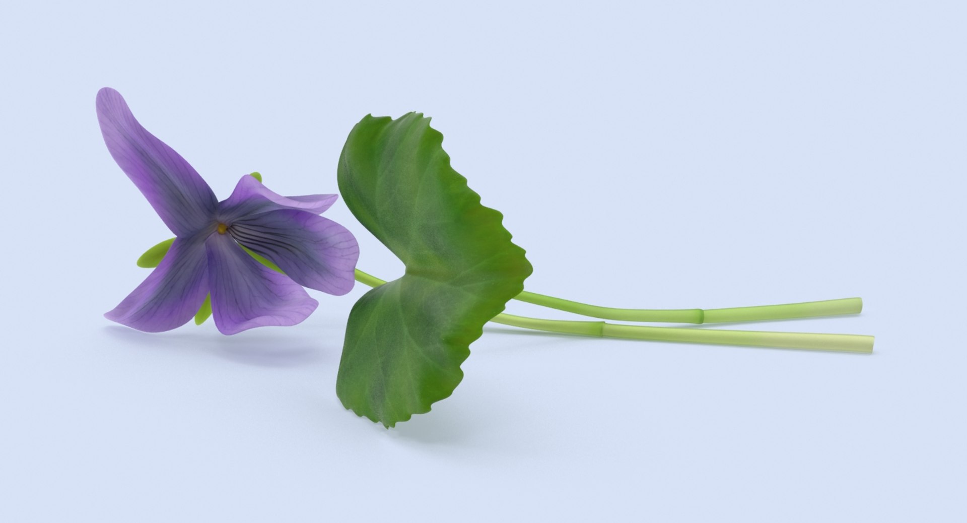 Violet----single-laying Max