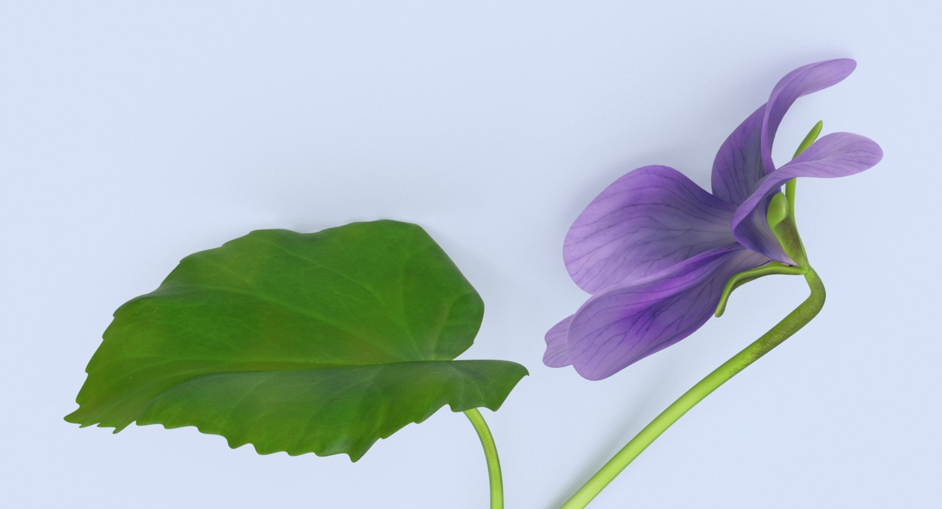 Violet----single-laying Max