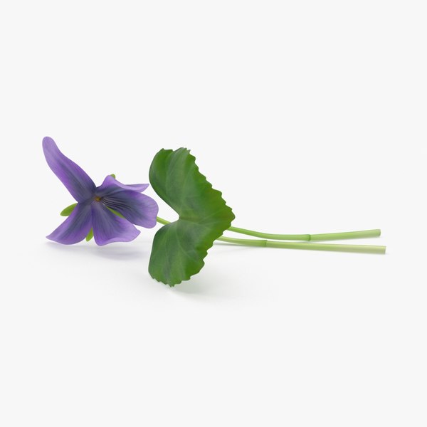 Violet 3D Models for Download | TurboSquid