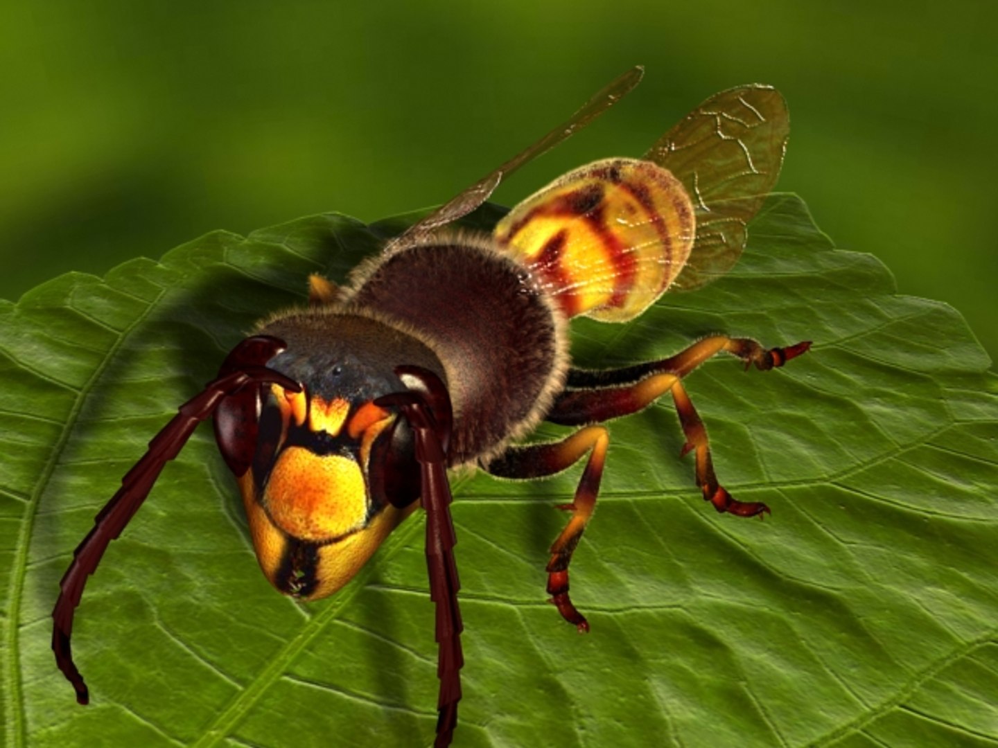 wasp 3d max