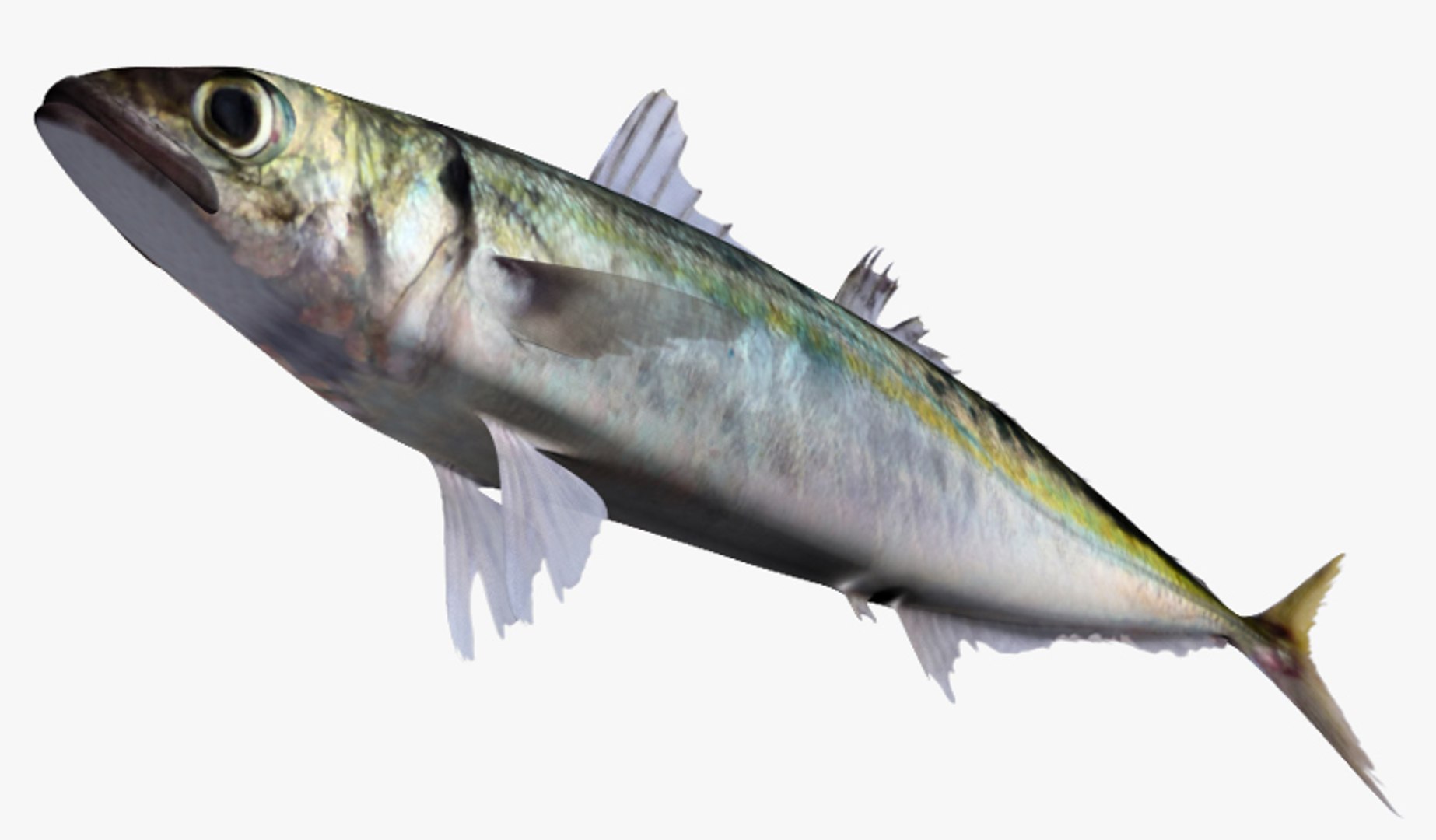 3d Mackerel Scad