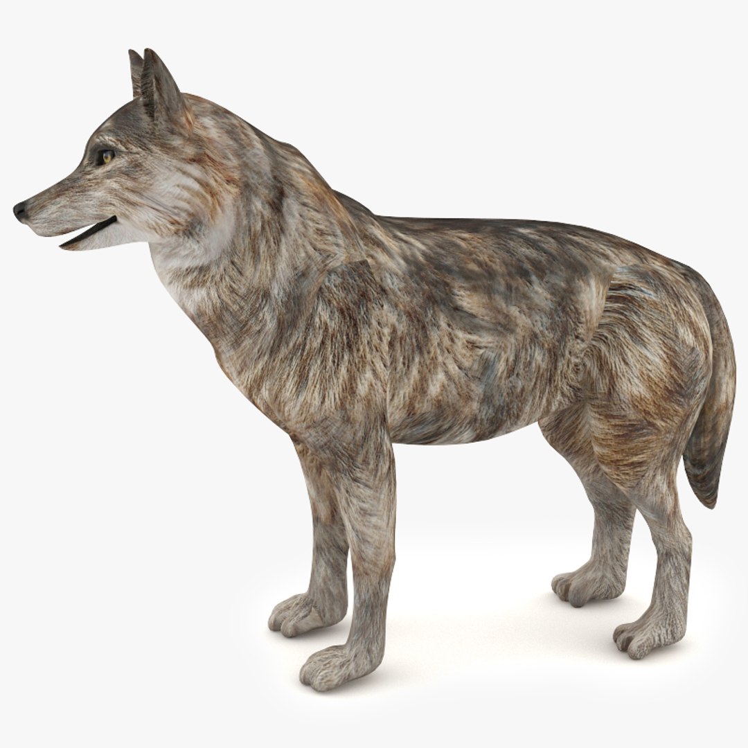 3d Model Wolf Dog Animal
