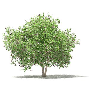Common fig tree 3 model - TurboSquid 1305730