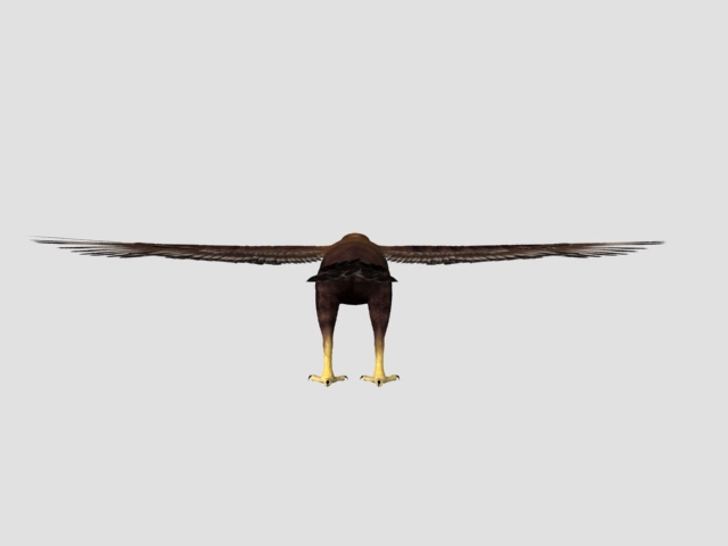 Animations eagle 3D model - TurboSquid 1391720