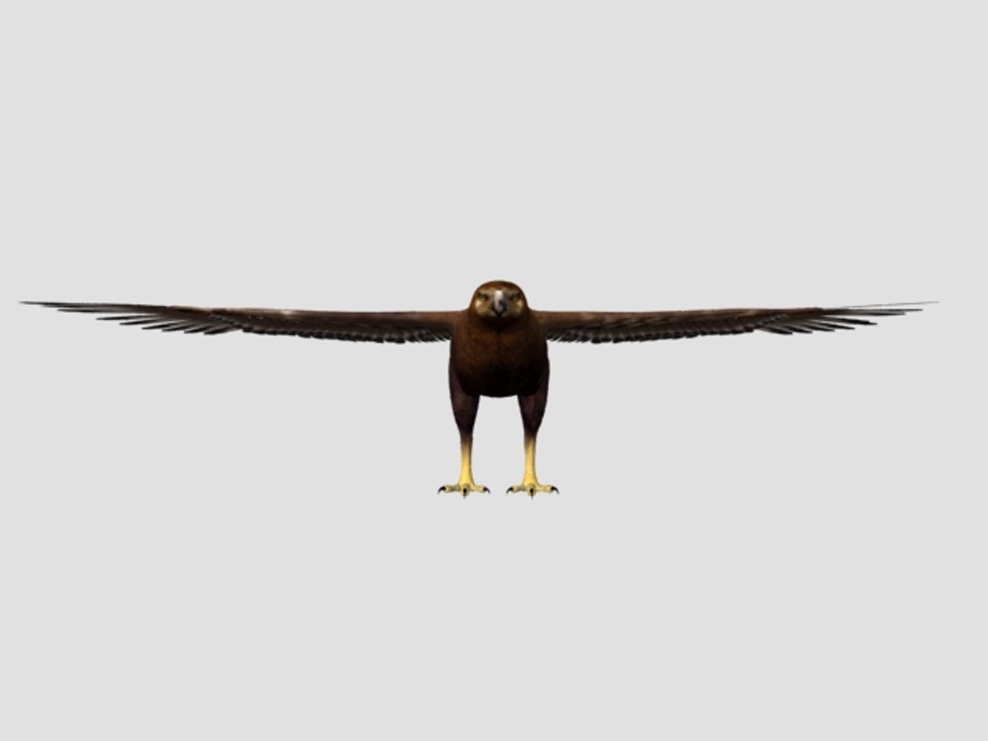 Animations eagle 3D model - TurboSquid 1391720