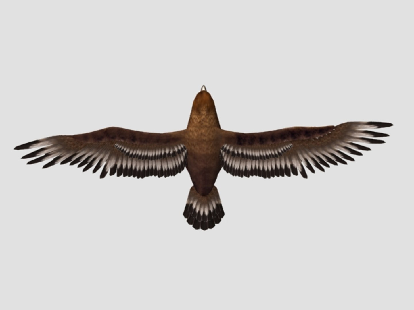 Animations eagle 3D model - TurboSquid 1391720