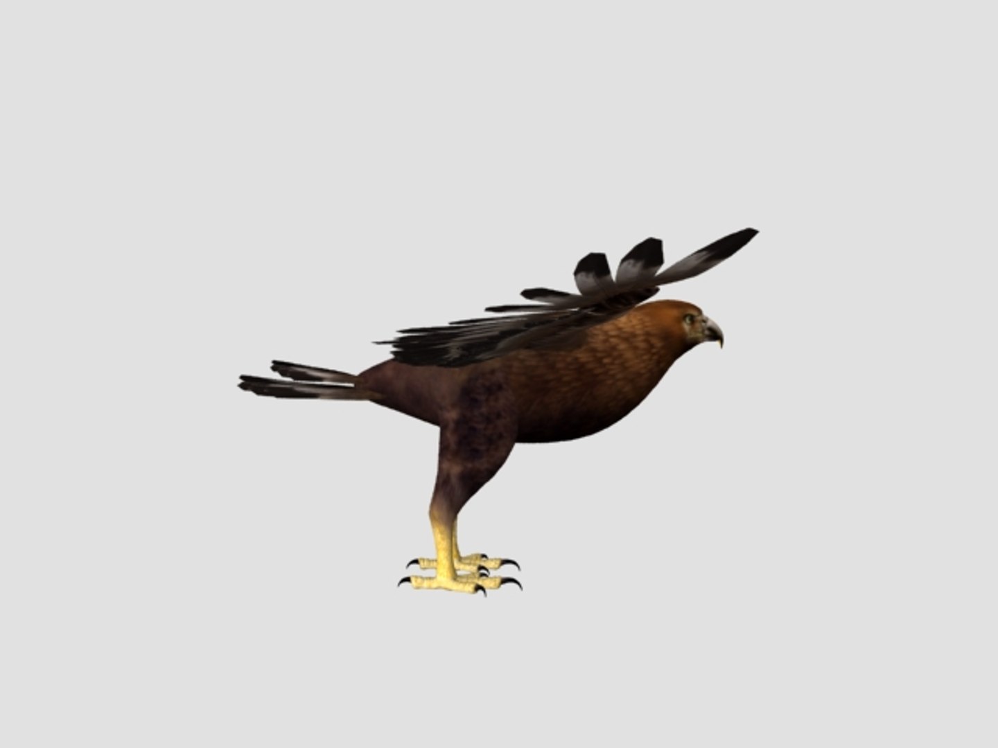 Animations eagle 3D model - TurboSquid 1391720