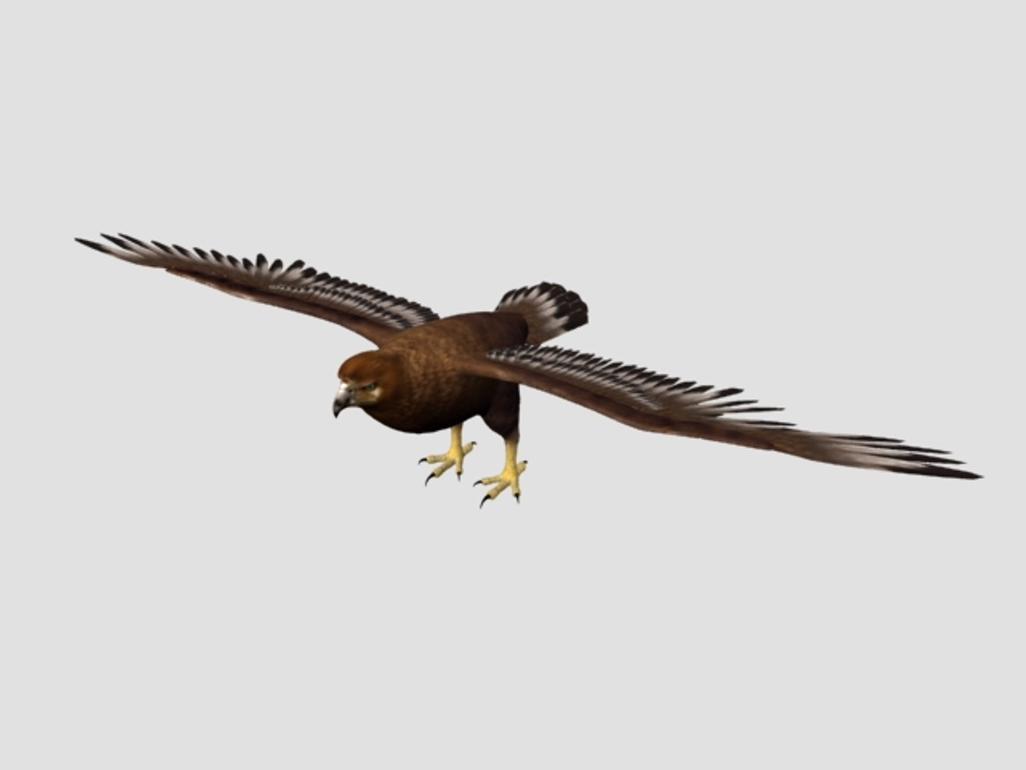 Animations eagle 3D model - TurboSquid 1391720