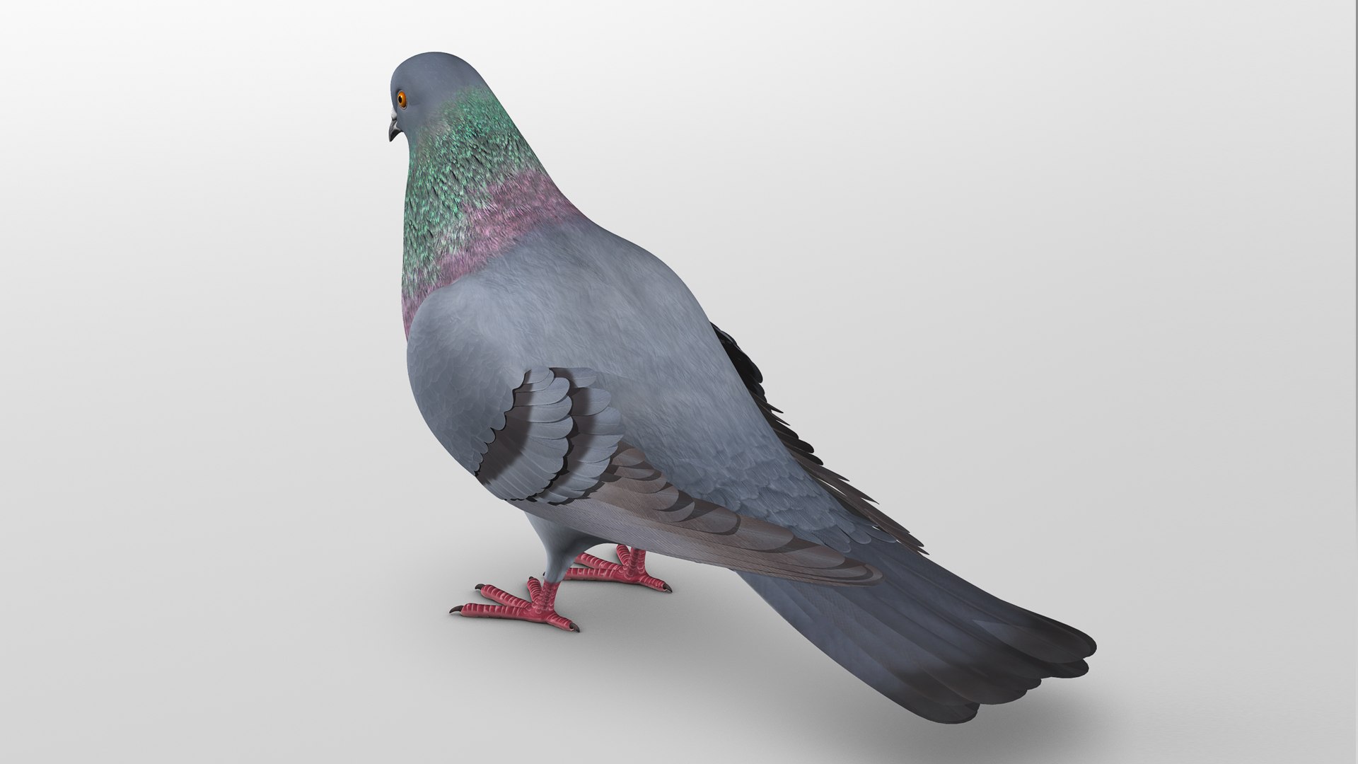 3d Model Of Realistic Pigeon Wings Folded