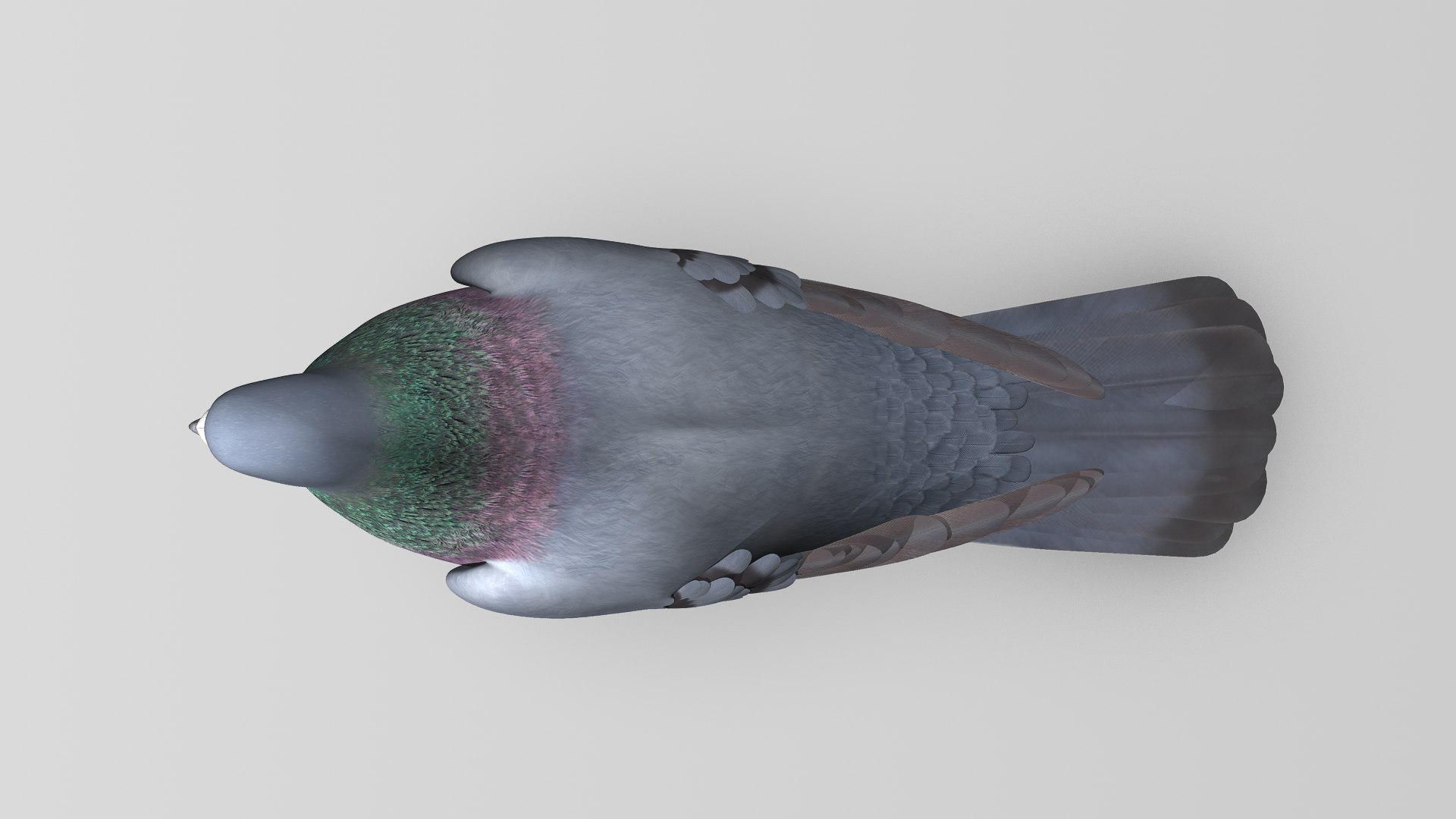 3d Model Of Realistic Pigeon Wings Folded