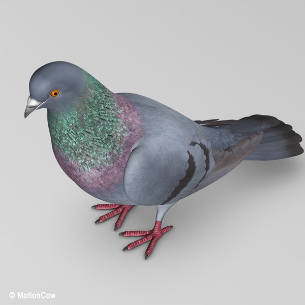 3d model of realistic pigeon wings folded