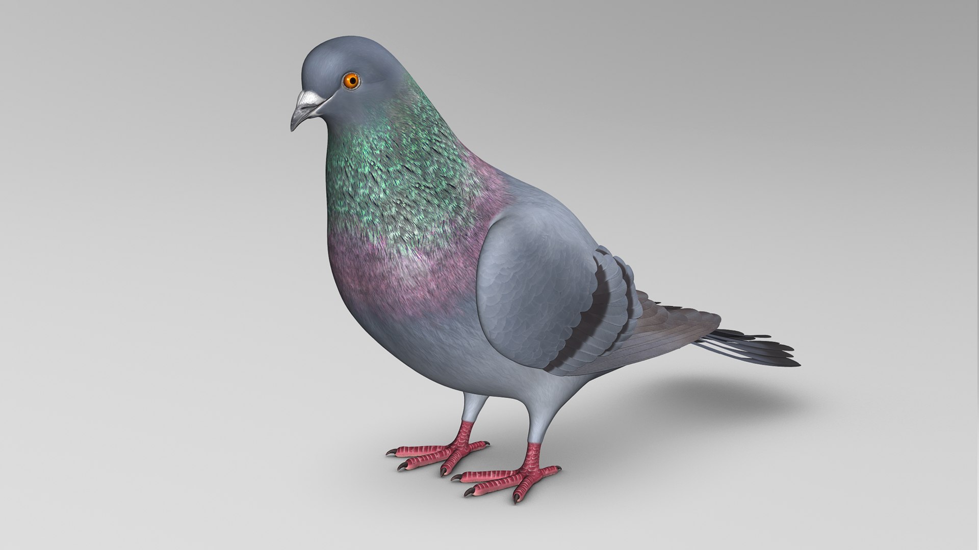 3d Model Of Realistic Pigeon Wings Folded