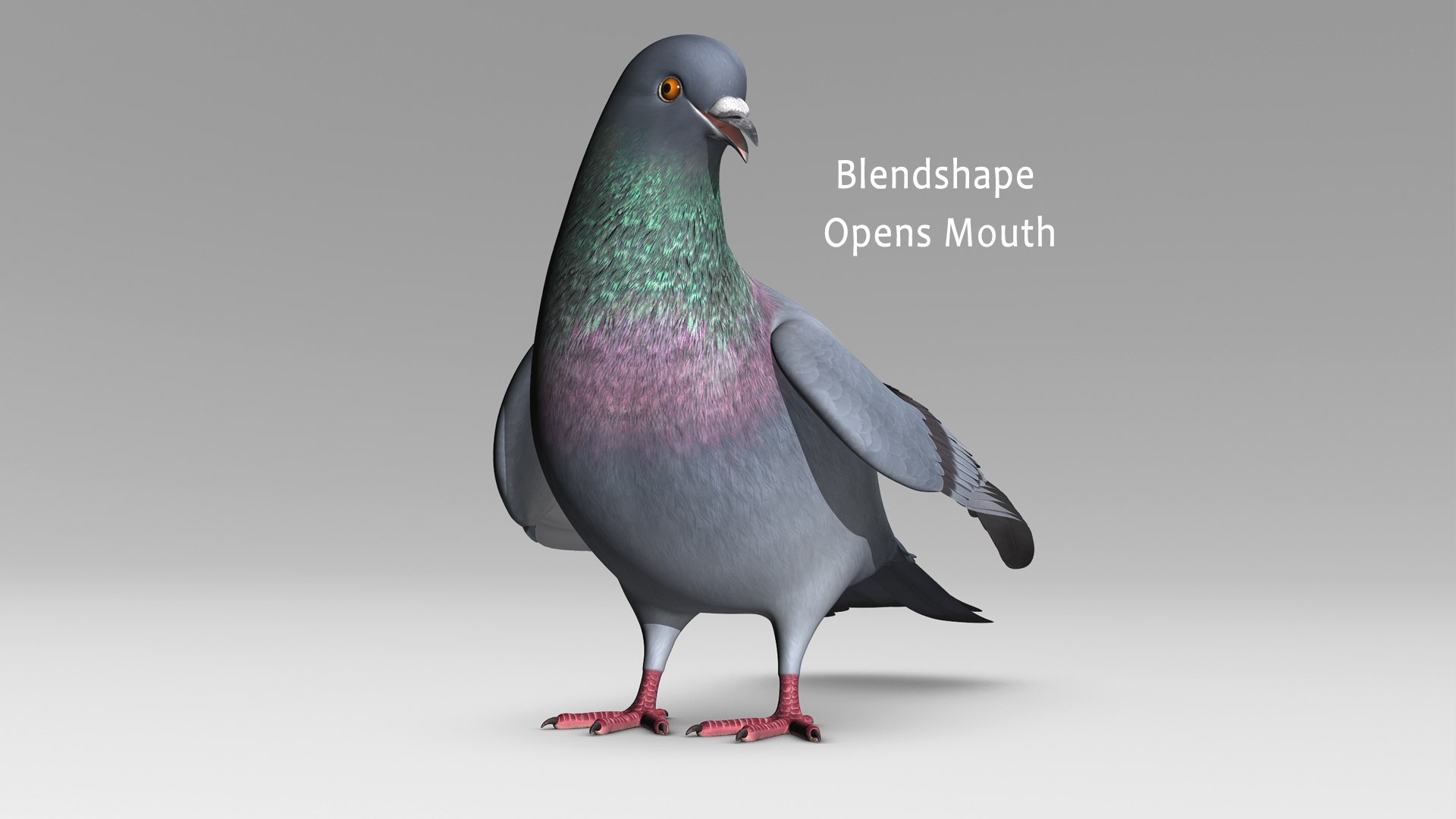 3d Model Of Realistic Pigeon Wings Folded