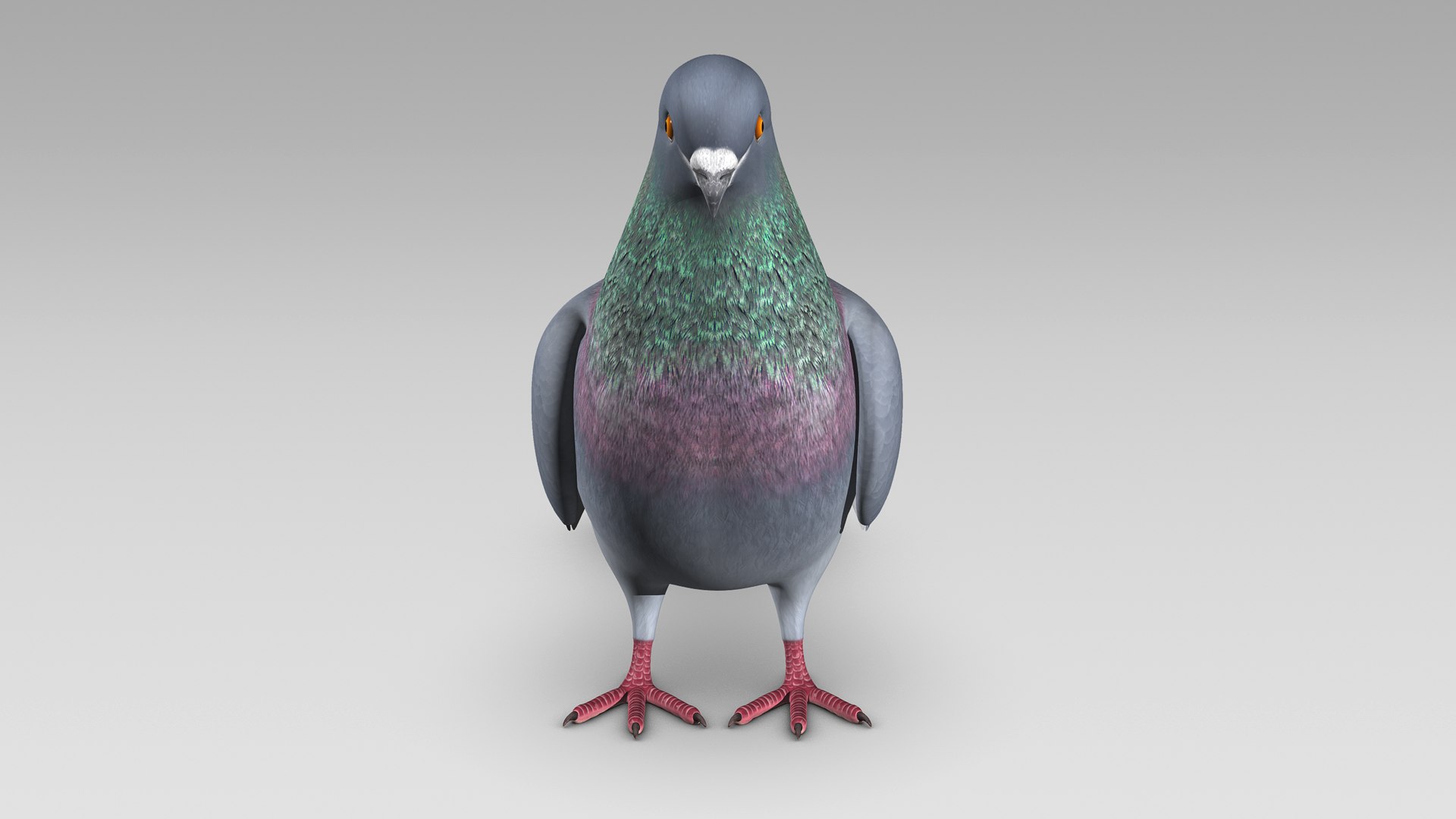 3d Model Of Realistic Pigeon Wings Folded