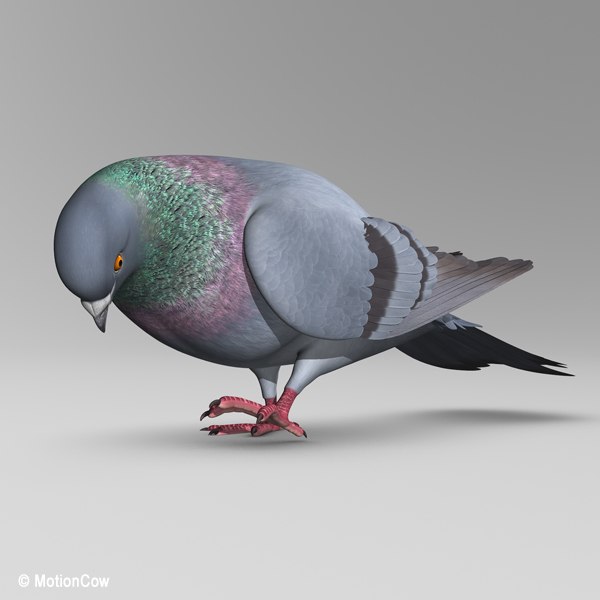 3d model of realistic pigeon wings folded