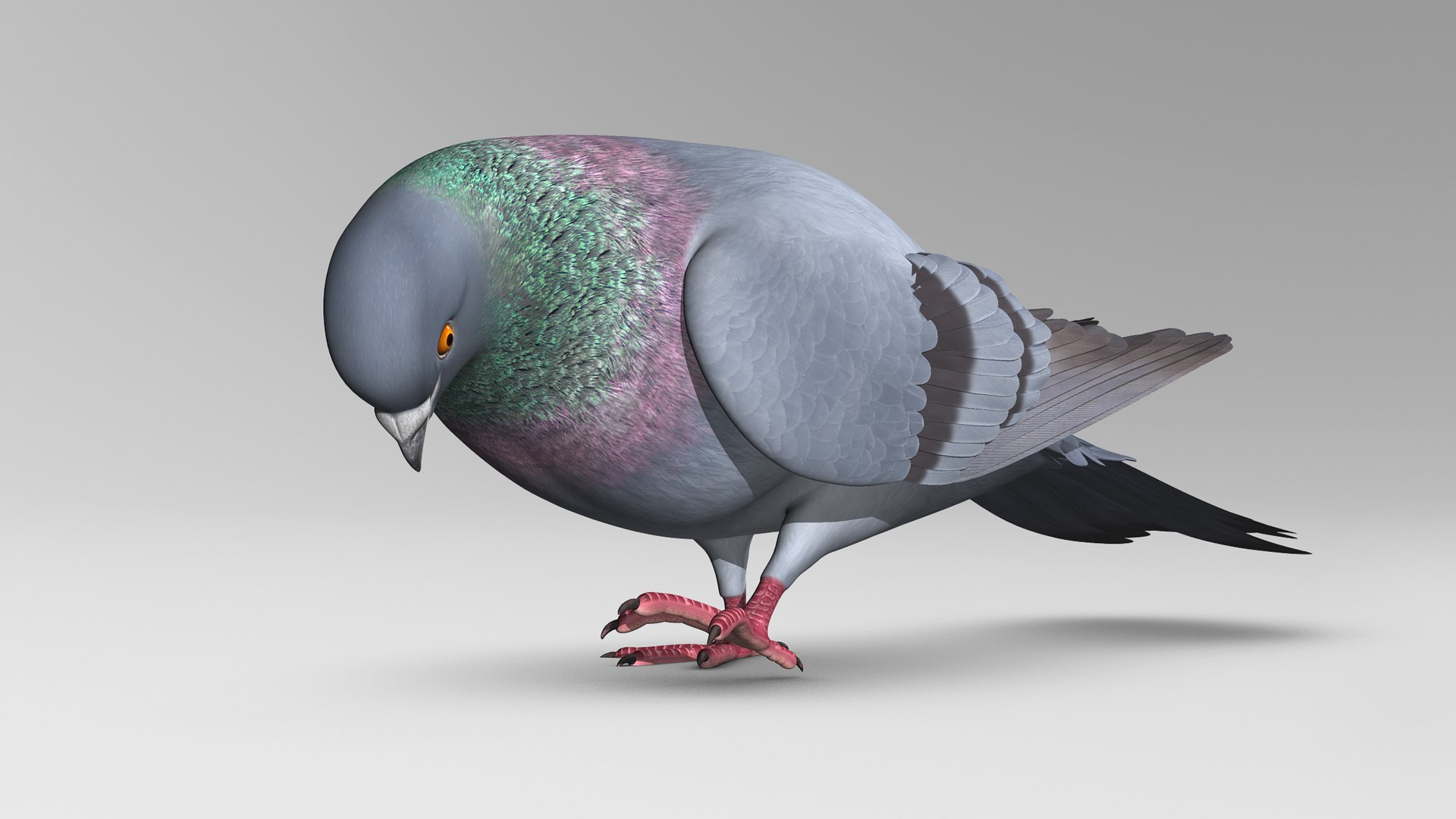 3d Model Of Realistic Pigeon Wings Folded