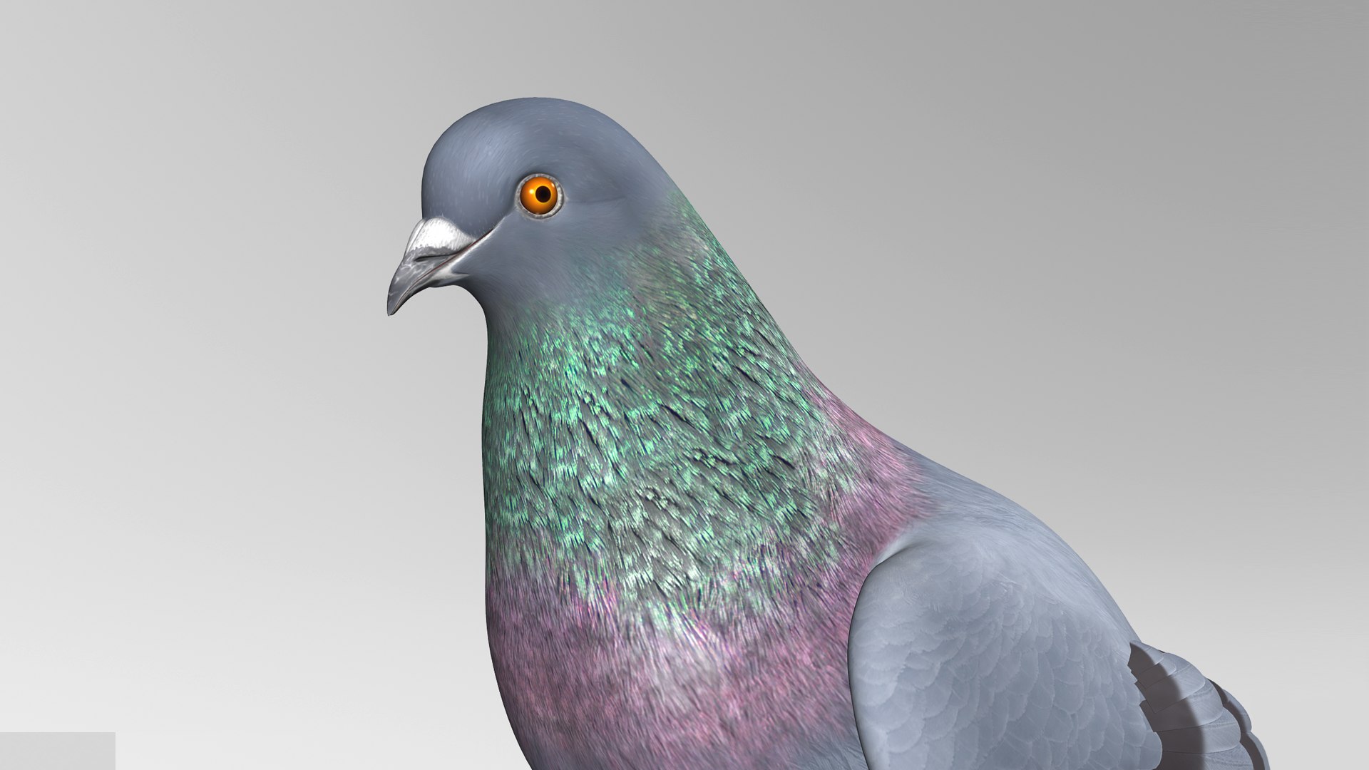 3d Model Of Realistic Pigeon Wings Folded