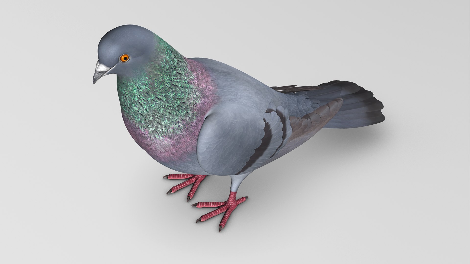3d Model Of Realistic Pigeon Wings Folded