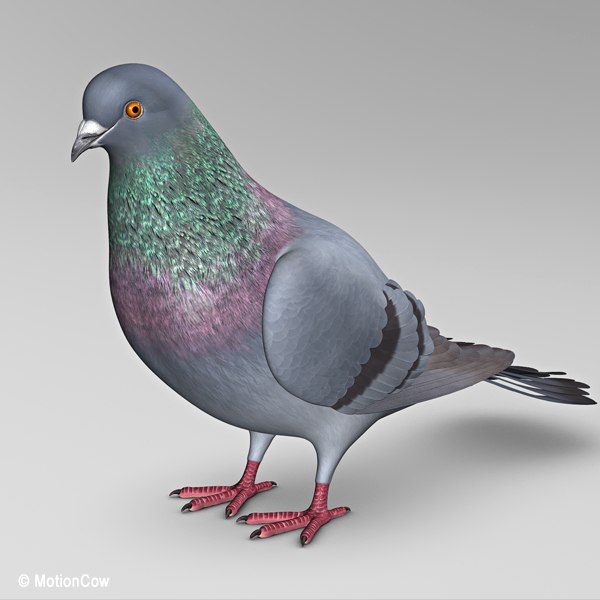 3d model of realistic pigeon wings folded