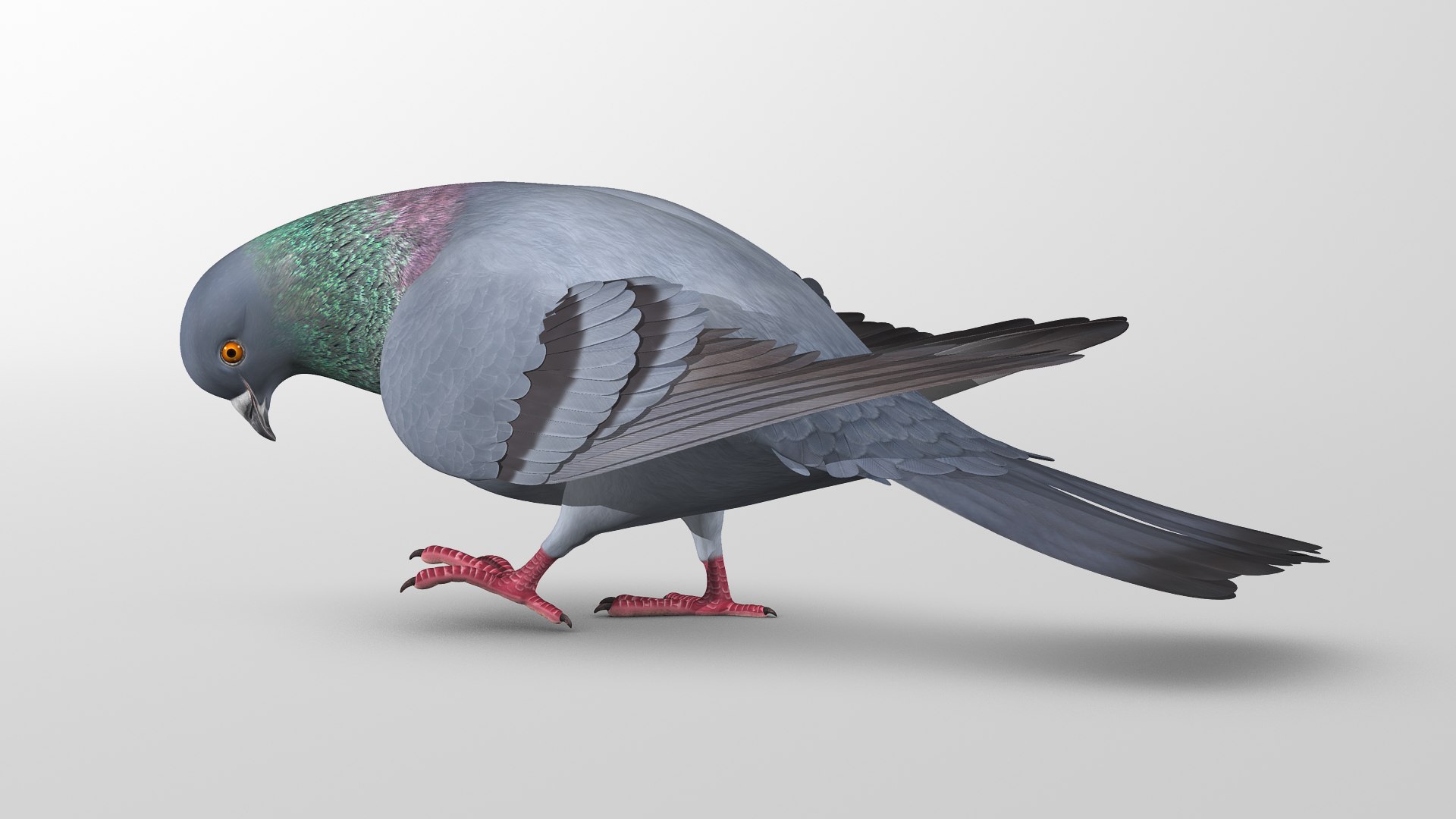 3d Model Of Realistic Pigeon Wings Folded