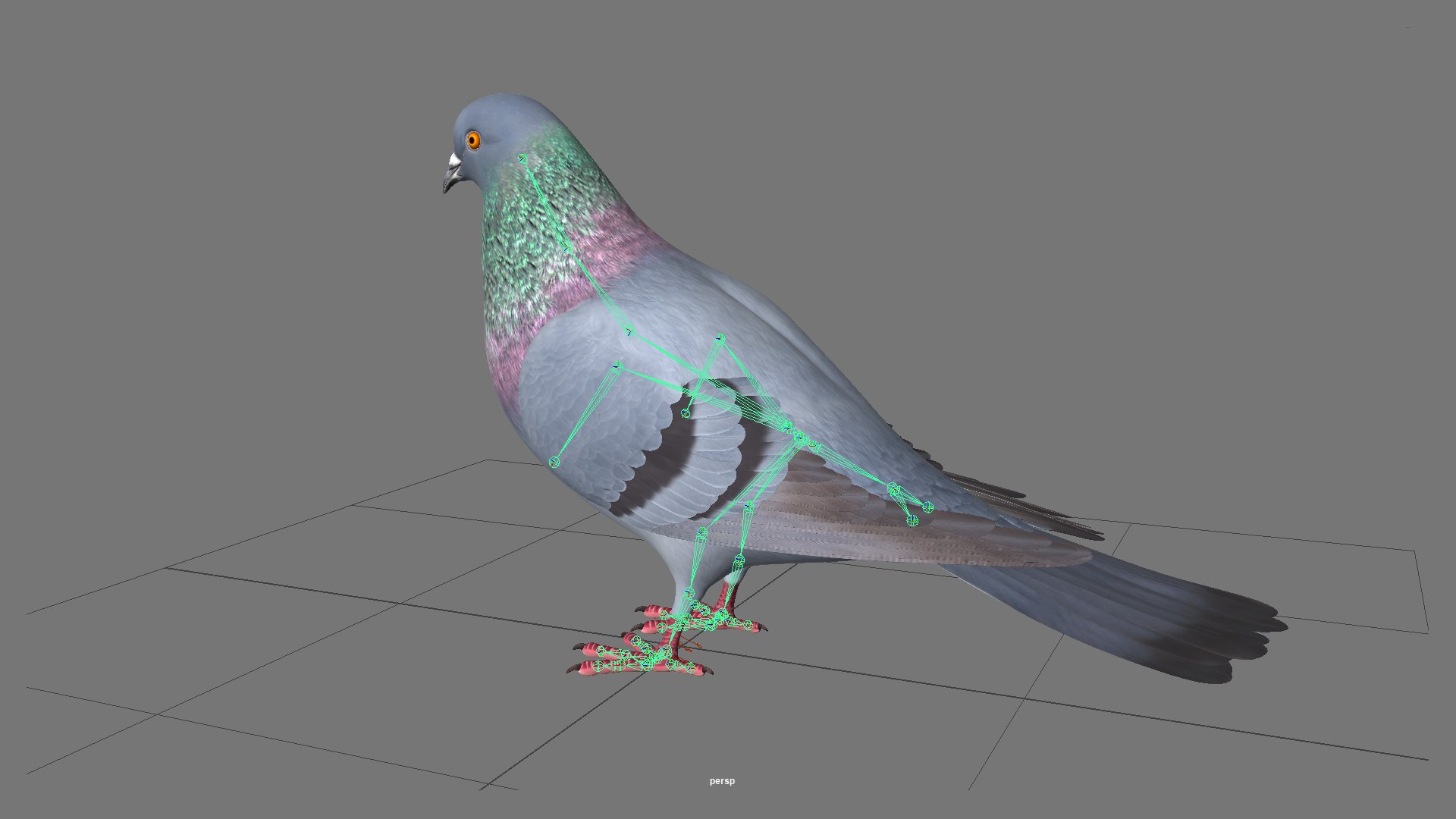 3d Model Of Realistic Pigeon Wings Folded