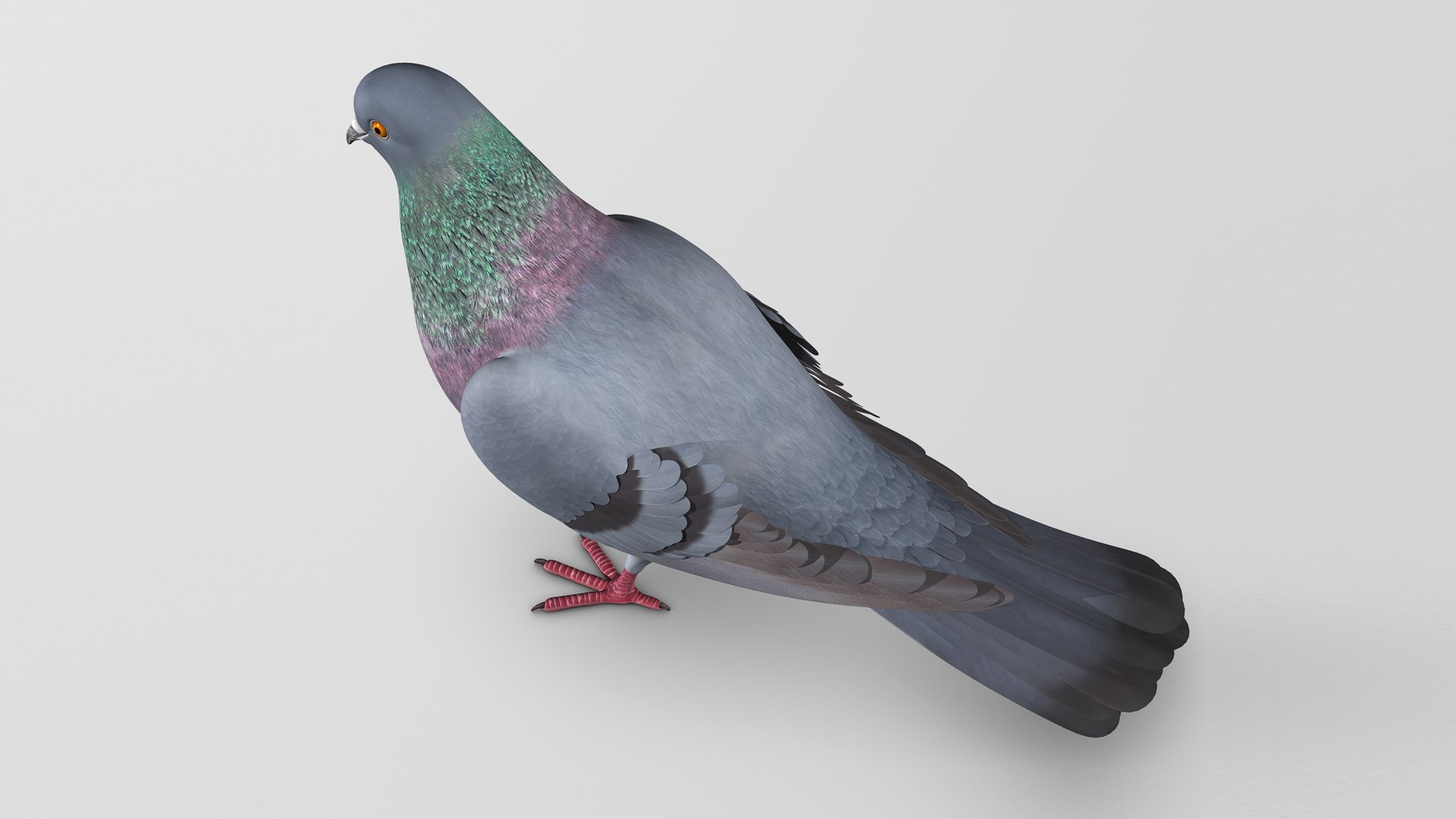 3d Model Of Realistic Pigeon Wings Folded