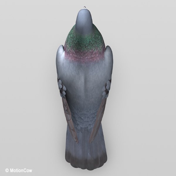 3d model of realistic pigeon wings folded