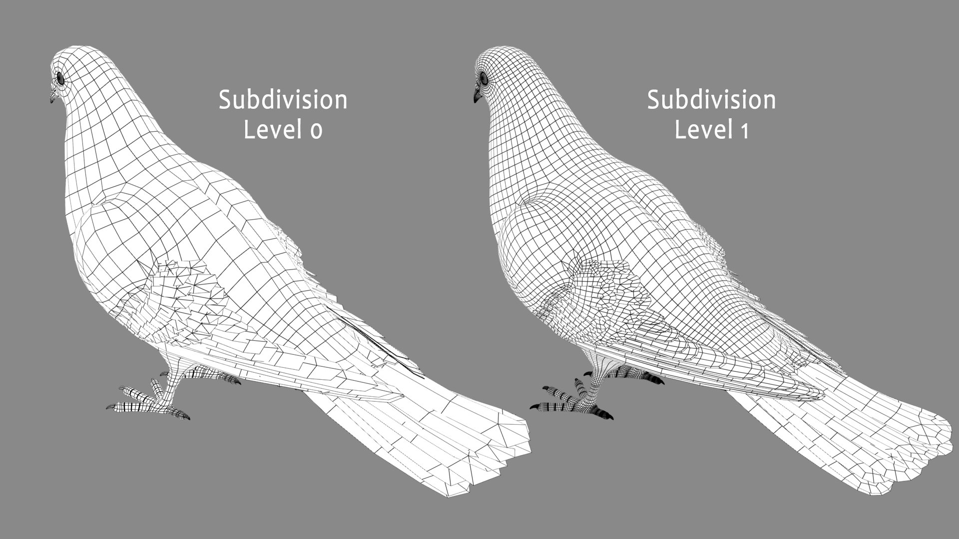 3d Model Of Realistic Pigeon Wings Folded