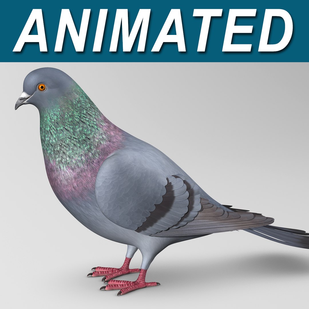 3d Model Of Realistic Pigeon Wings Folded
