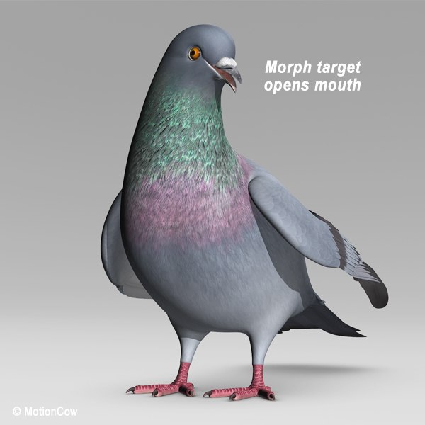 3d model of realistic pigeon wings folded