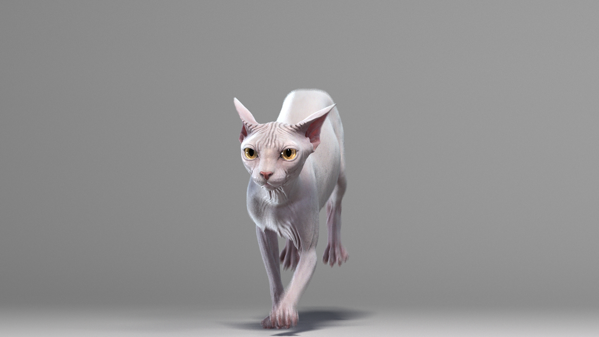 3D sphynx cat animations model - TurboSquid 1433594