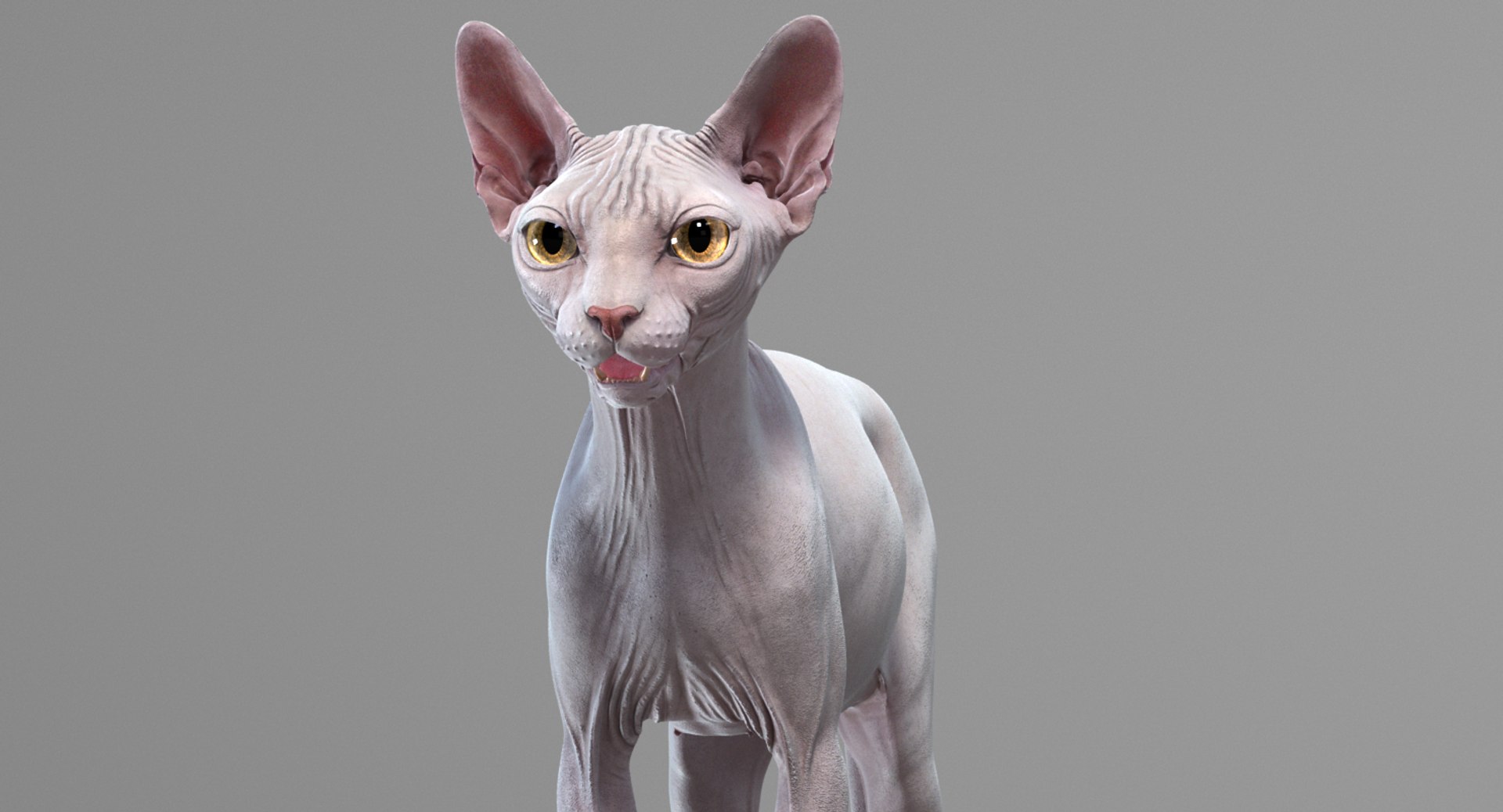 3D sphynx cat animations model - TurboSquid 1433594