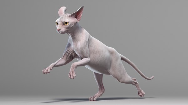 3D модель Сфинкс кошка (3) (анимация) - TurboSquid 1433594