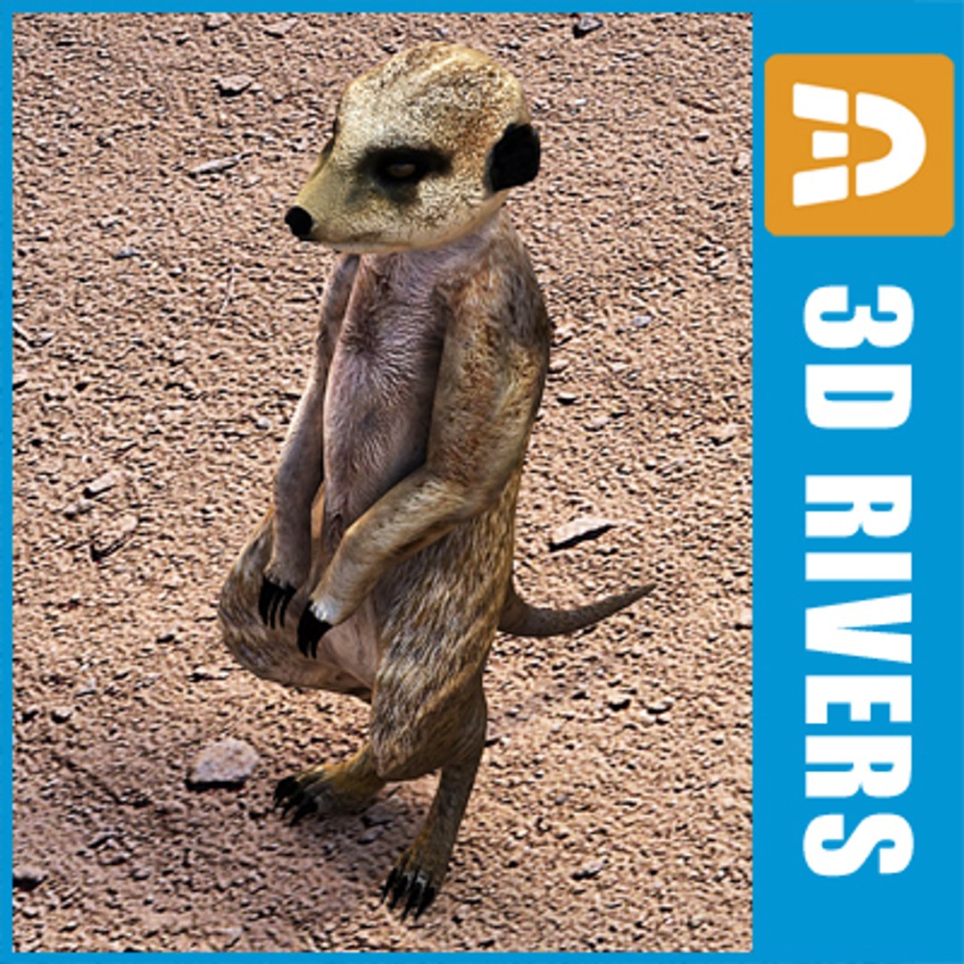 Suricate Suricata 3d Model