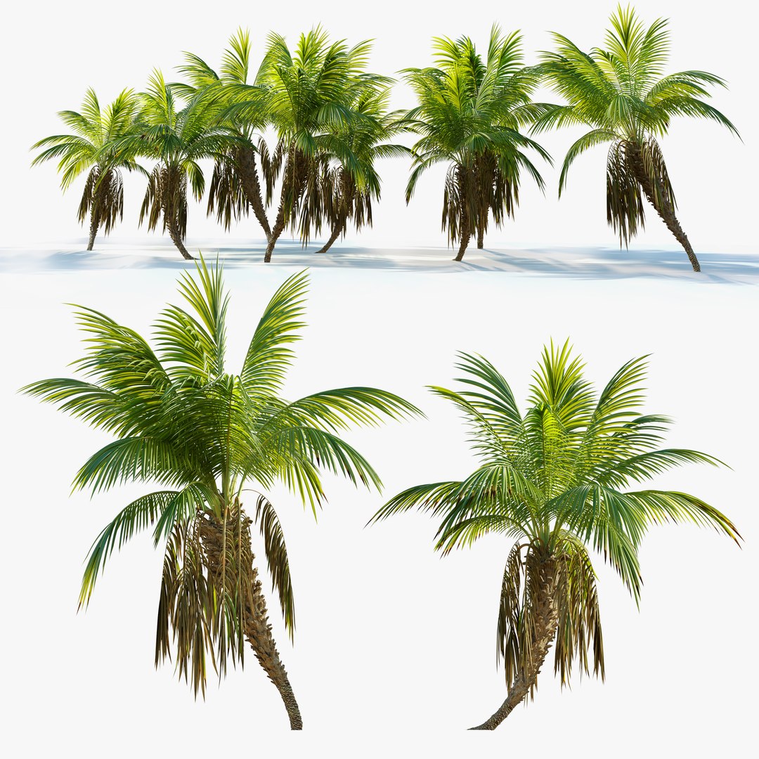 Palm tree 06 3D model - TurboSquid 1943974