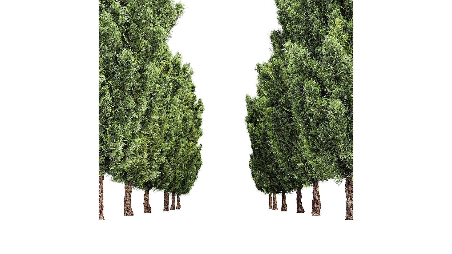 Italian Cypress High Details Tree CORONA Max 3D Model - TurboSquid 2245655