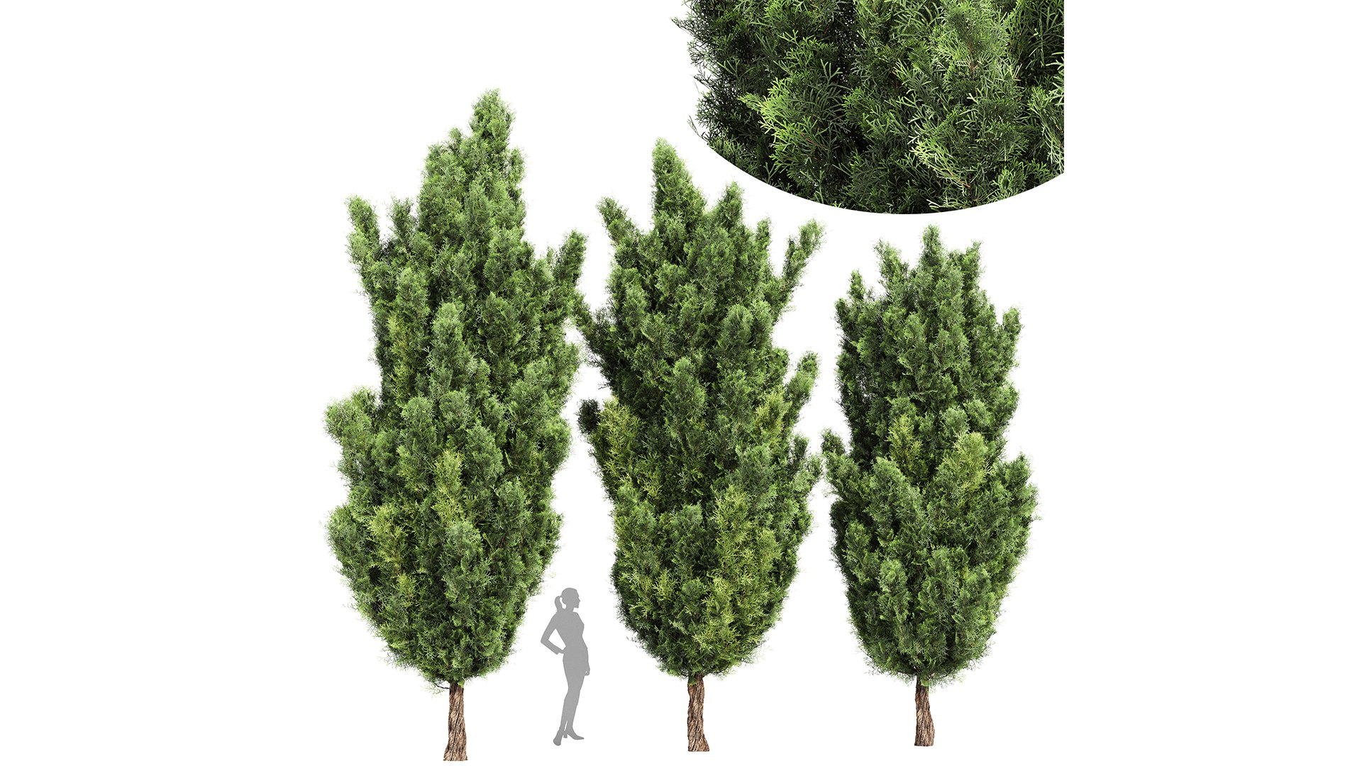 Italian Cypress High Details Tree CORONA Max 3D Model - TurboSquid 2245655