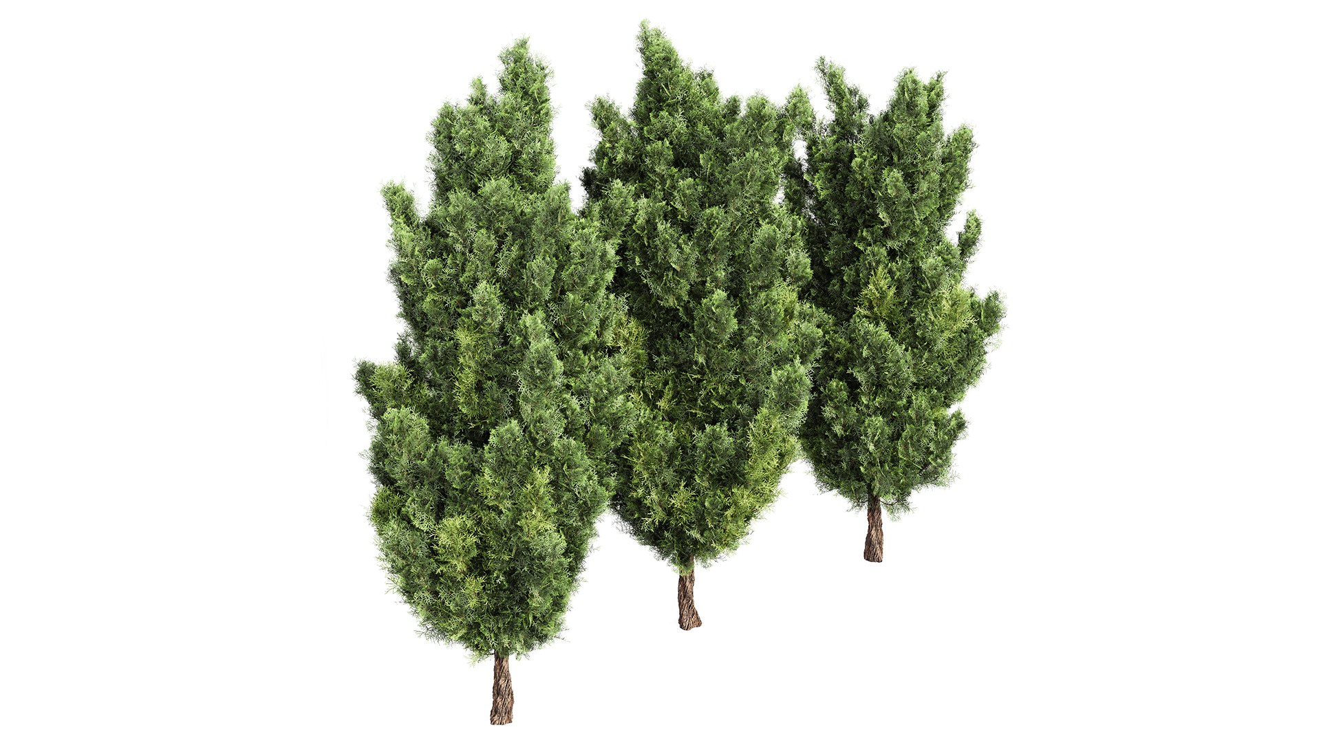 Italian Cypress High Details Tree CORONA Max 3D Model - TurboSquid 2245655