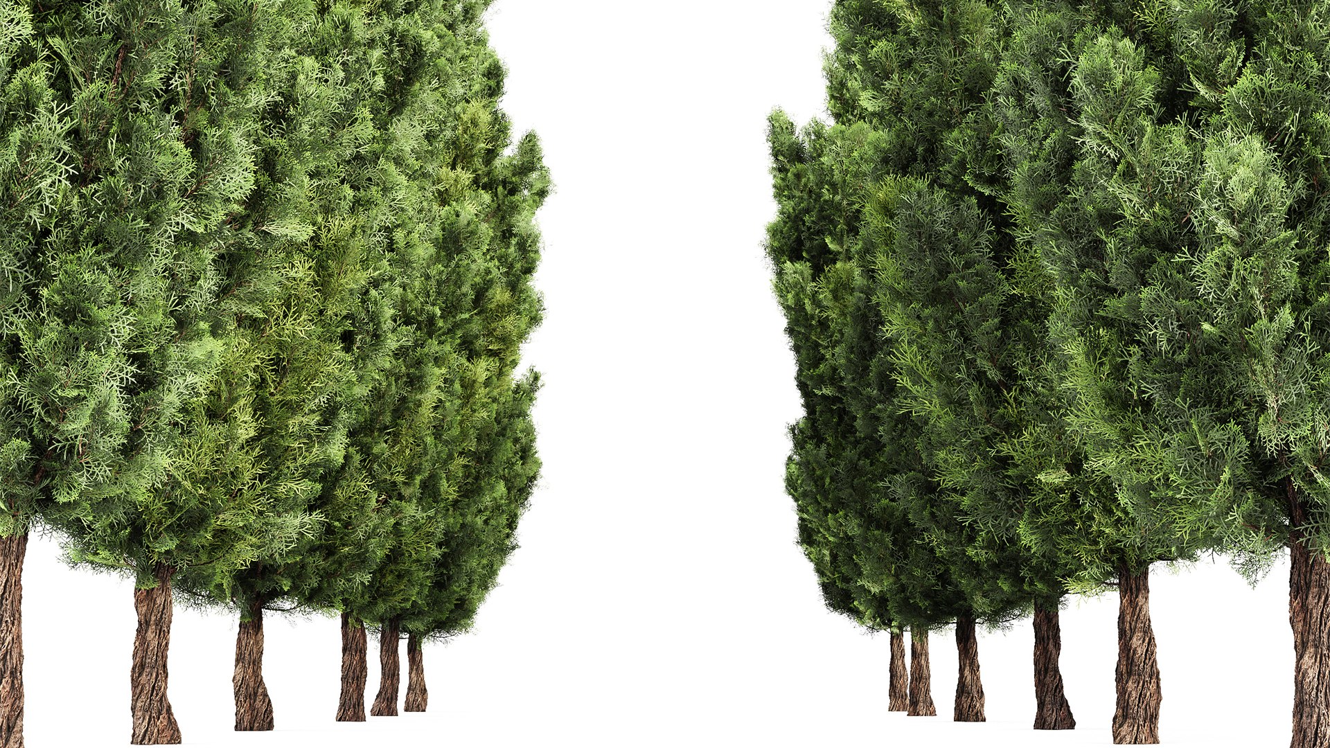 Italian Cypress High Details Tree CORONA Max 3D Model - TurboSquid 2245655