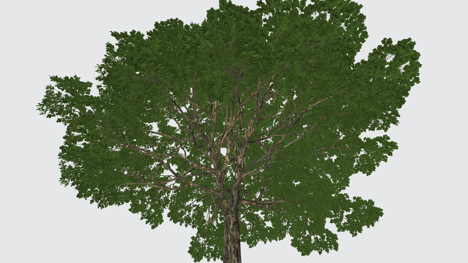 Medium-sized Green Tree 3D Model - TurboSquid 1956153