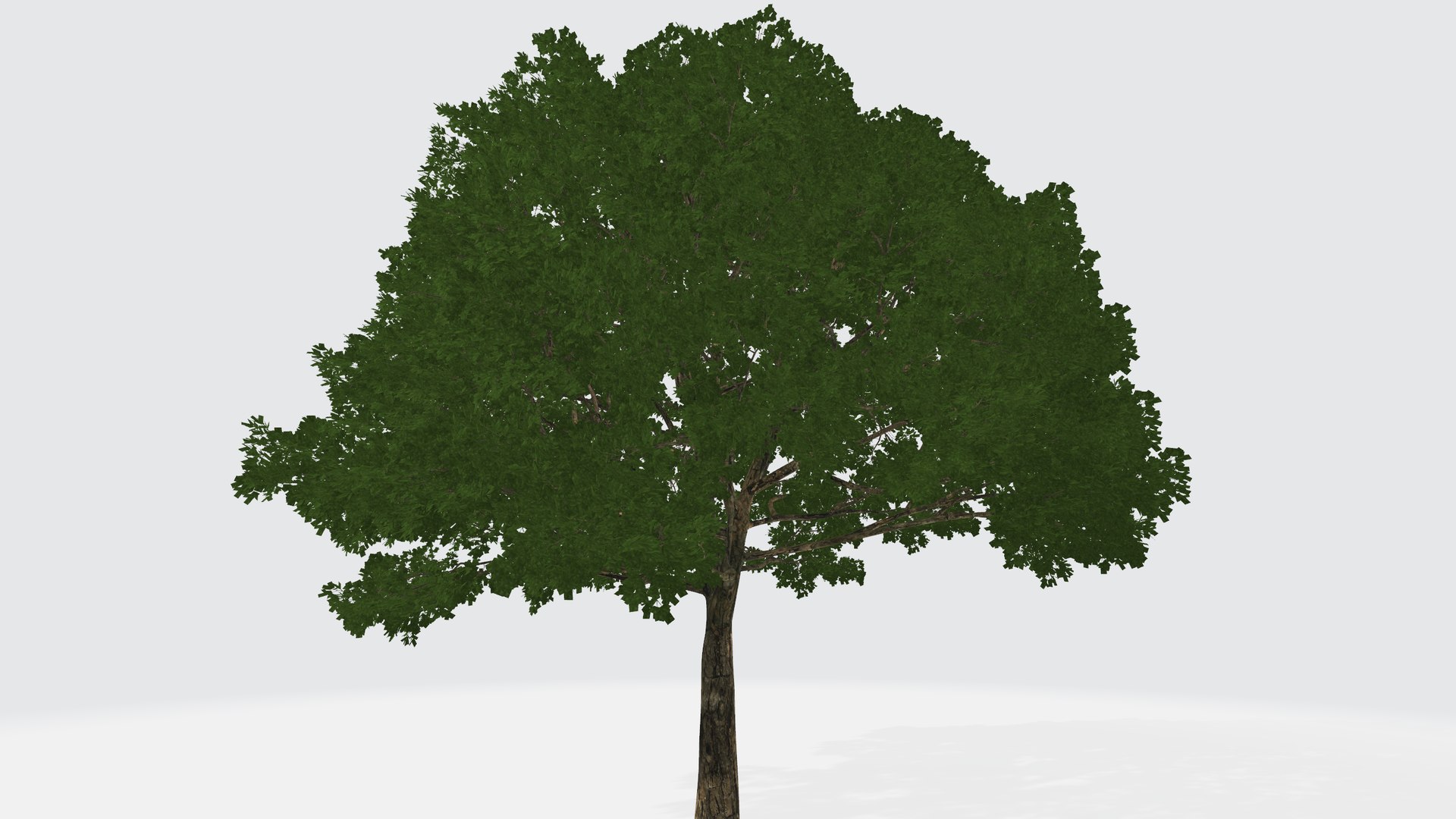 Medium-sized Green Tree 3D Model - TurboSquid 1956153