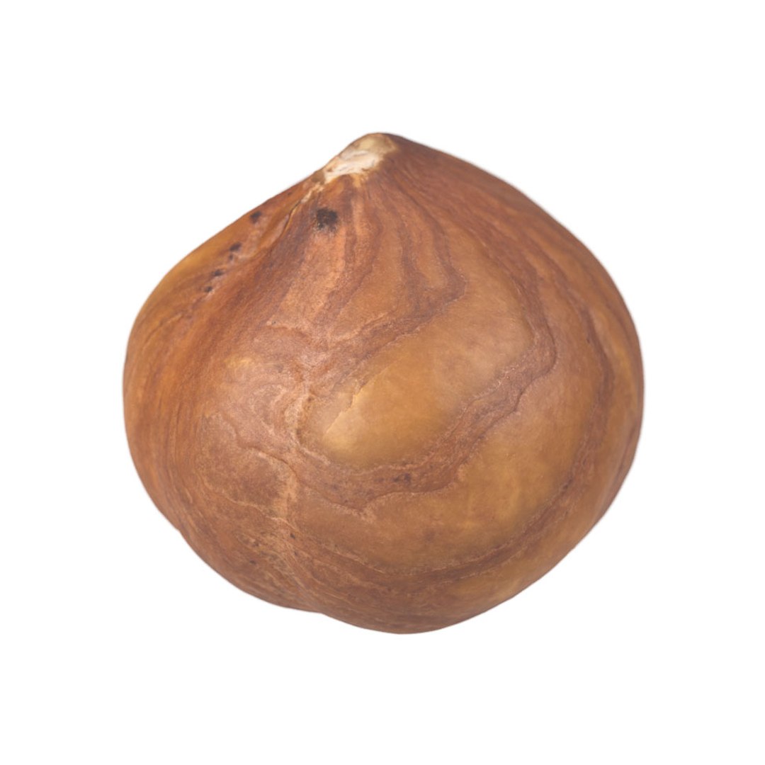 3D Model Scanned Hazelnut Kernel - TurboSquid 1406550