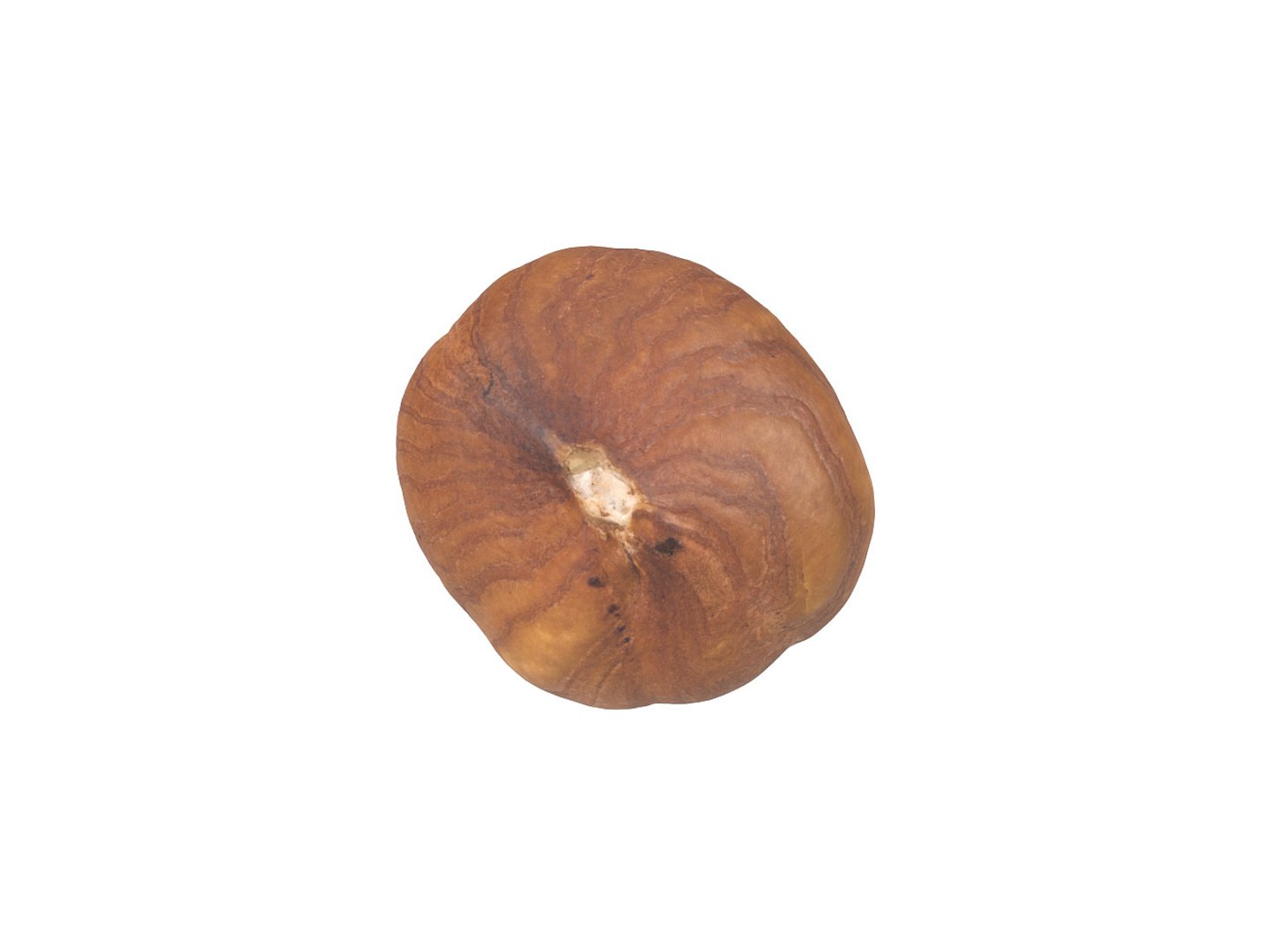3D Model Scanned Hazelnut Kernel - TurboSquid 1406550