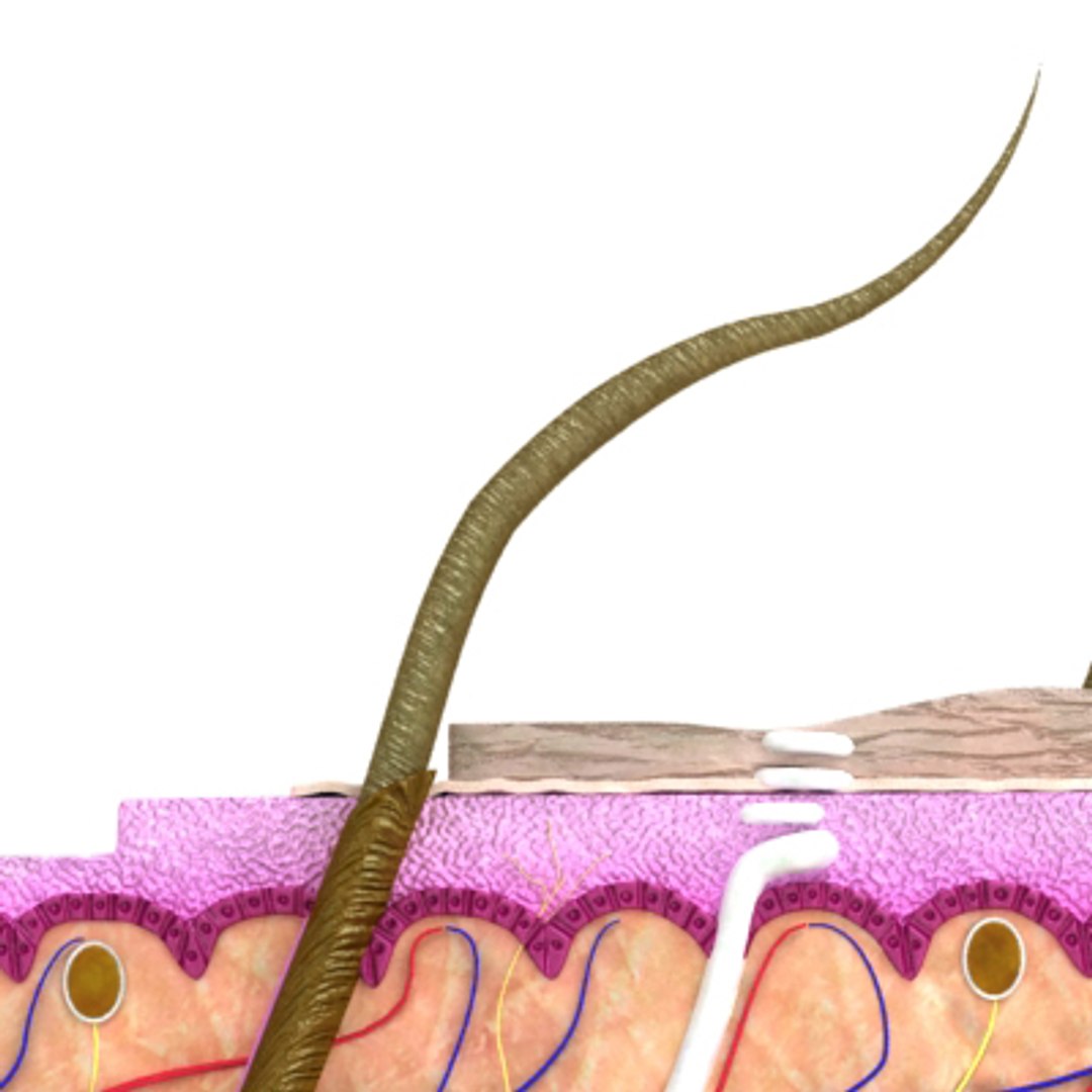 3d Model Skin Hair Anatomy