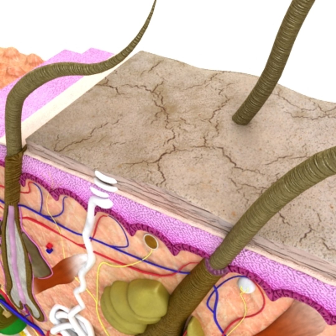 3d Model Skin Hair Anatomy