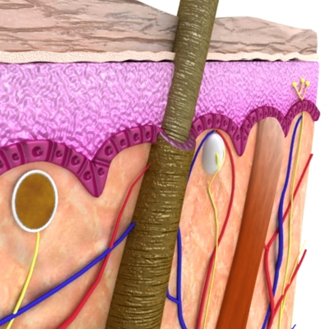 3d model skin hair anatomy